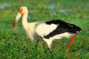 Características comunes de las aves zancudas - Tucamon
